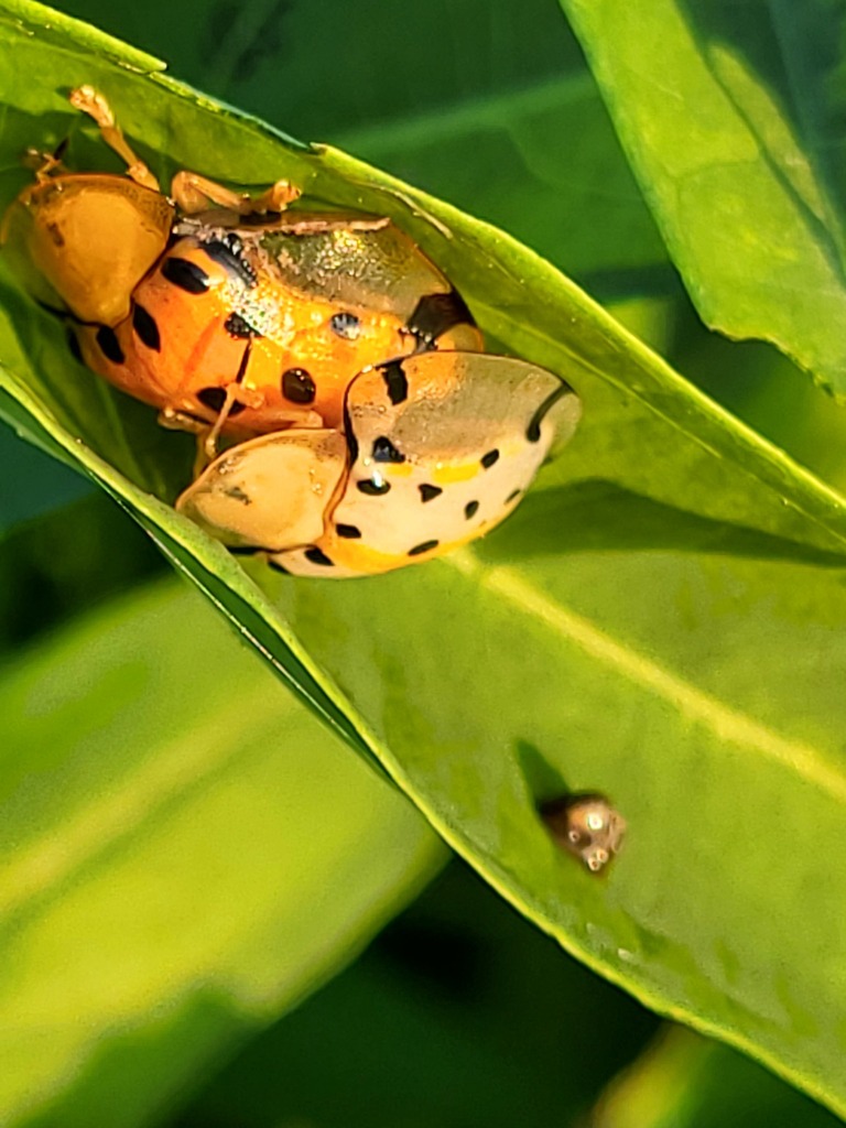 Asian Spotted Tortoise Beetle from 208台灣新北市金山區 on November 16, 2023 at ...