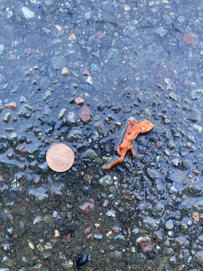 Pacific Newts from Marin County, US-CA, US on November 29, 2023 at 07:37 AM by laurelwrot ...