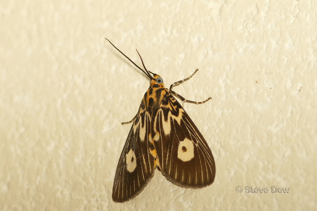 Two-spots Tiger Moth from Glenden QLD 4743, Australia on September 8 ...