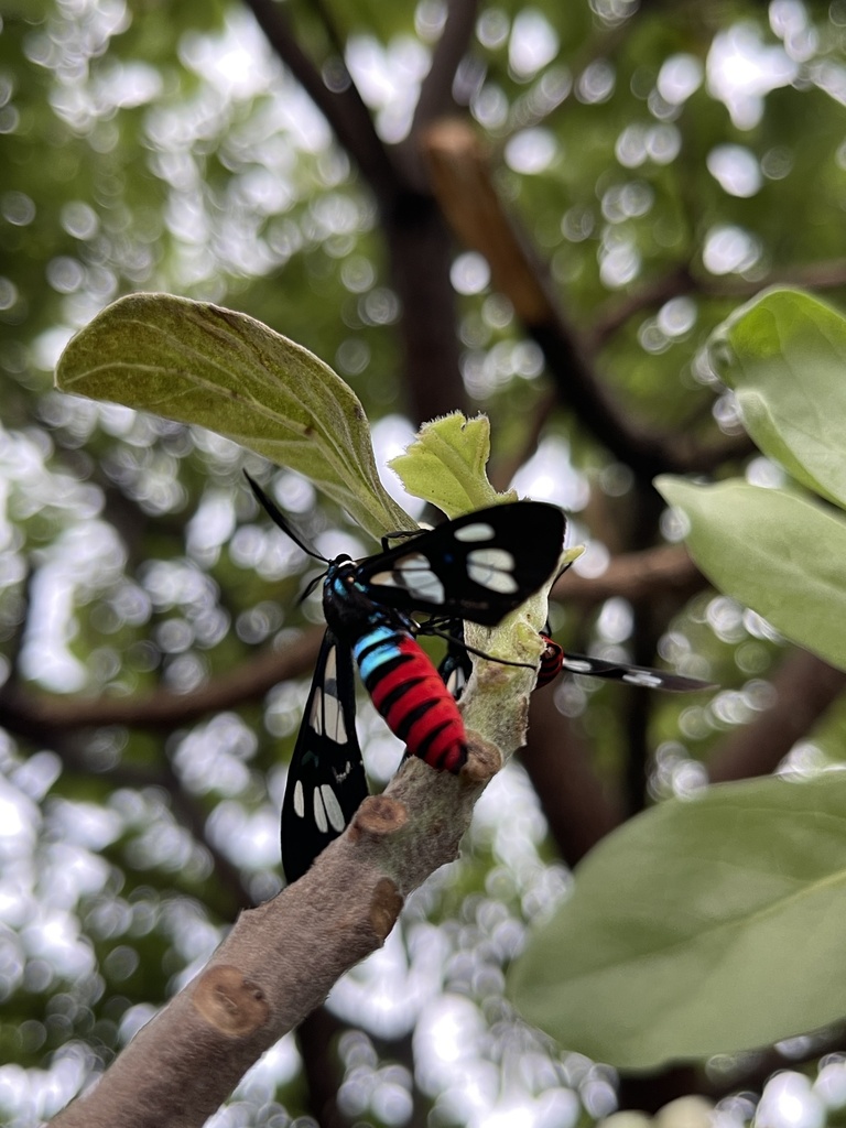 Tiger Moths and Allies from Solomon Sea, Solomon Islands, SB on ...