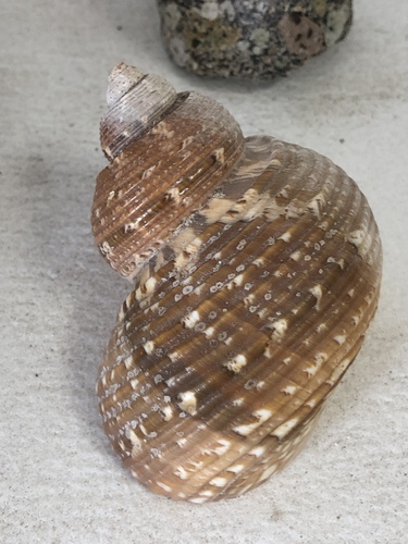 Channeled turban (Turbo canaliculatus)