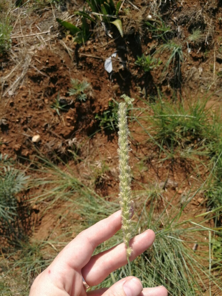 African bur-grass from Pretoria Rural, Centurion, South Africa on ...