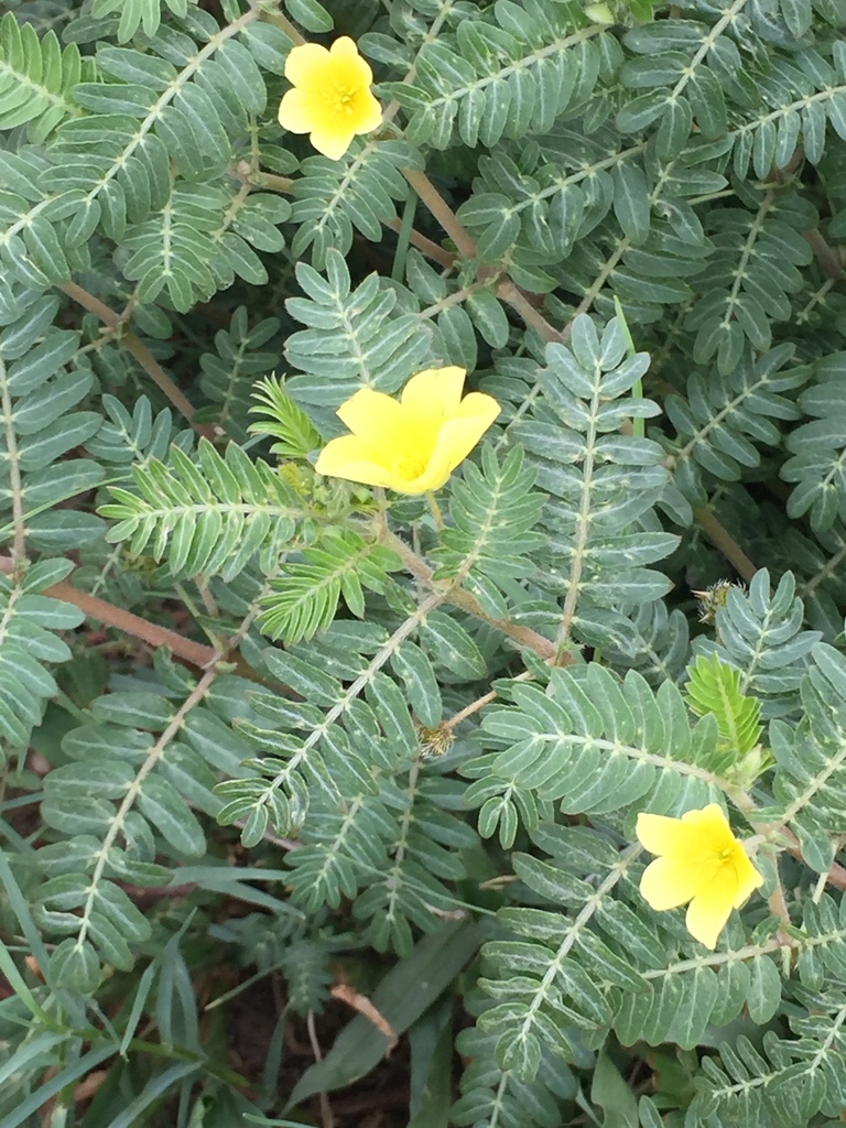 puncture vine from Katima Mulilo, Namibia on November 25, 2023 at 09:30 ...