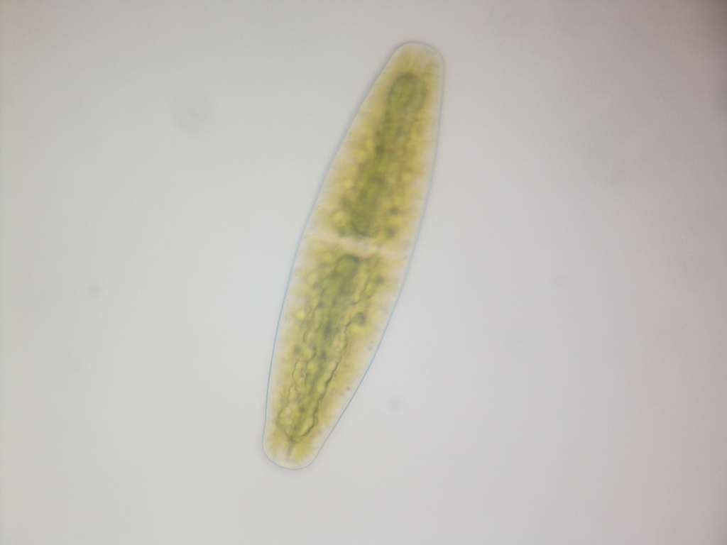 Netrium digitus from Boonoo Boonoo NSW 2372, Australia on June 17, 2018 ...