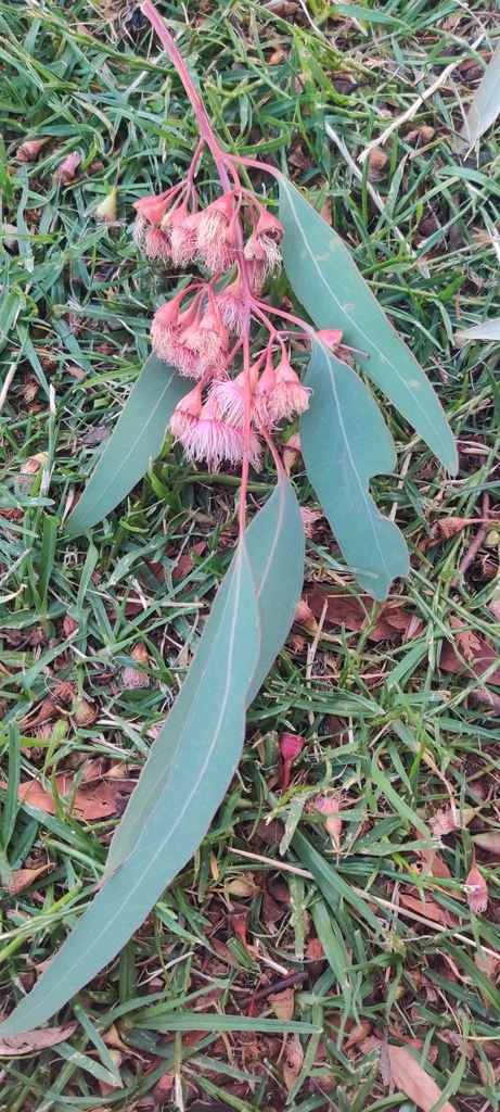 Something by juzzi-13 · iNaturalist