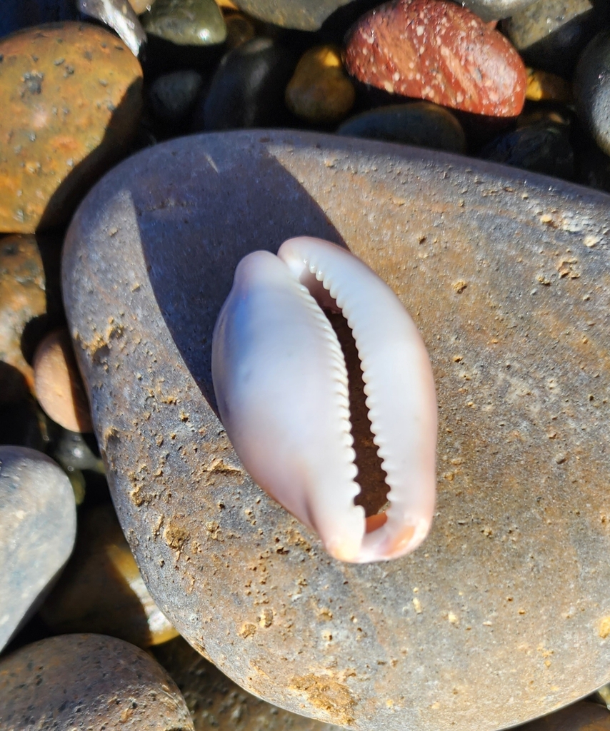 Chestnut Cowry from Torrey Preserve, San Diego, CA, USA on December 6 ...