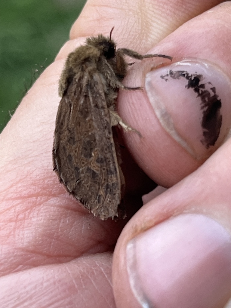 Corbies from Mitchell Highway, Vittoria, NSW, AU on December 7, 2023 at ...