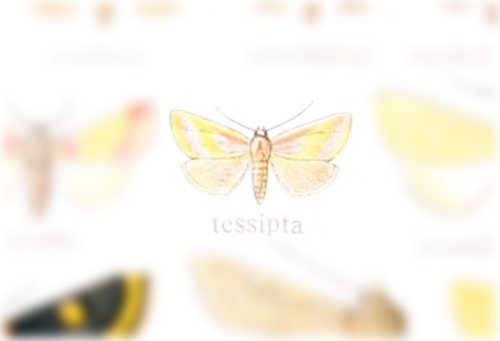 Timora tessipta · iNaturalist