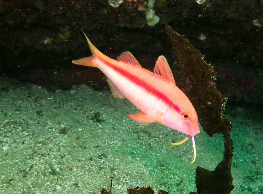 Bluestriped Goatfish from Sydney NSW, Australia on March 1, 2023 at 09: ...