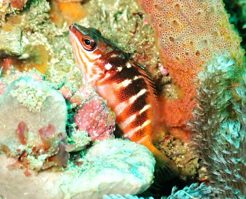 Halfbanded Seaperch from Sydney NSW, Australia on March 9, 2023 at 10: ...