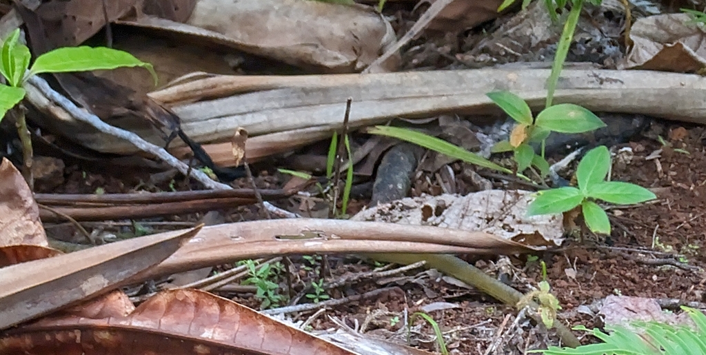 Palau Tree Snake from PJ5J+J8P, Ngarchelong, Palau on December 7, 2023 ...