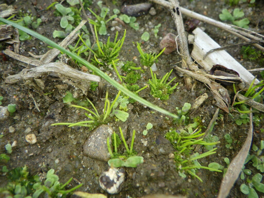 Field Hornwort from Skrudaliena Parish, Augšdaugavas novads, LV-5470 ...