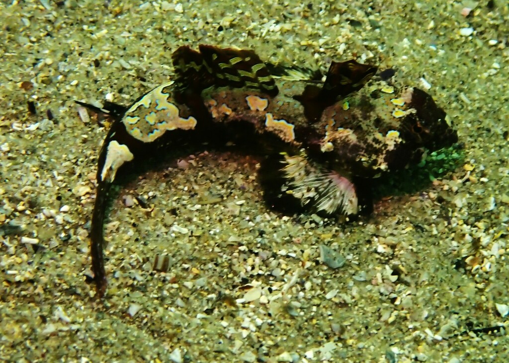 Painted Stinkfish from Sydney NSW, Australia on March 9, 2023 at 12:11 ...