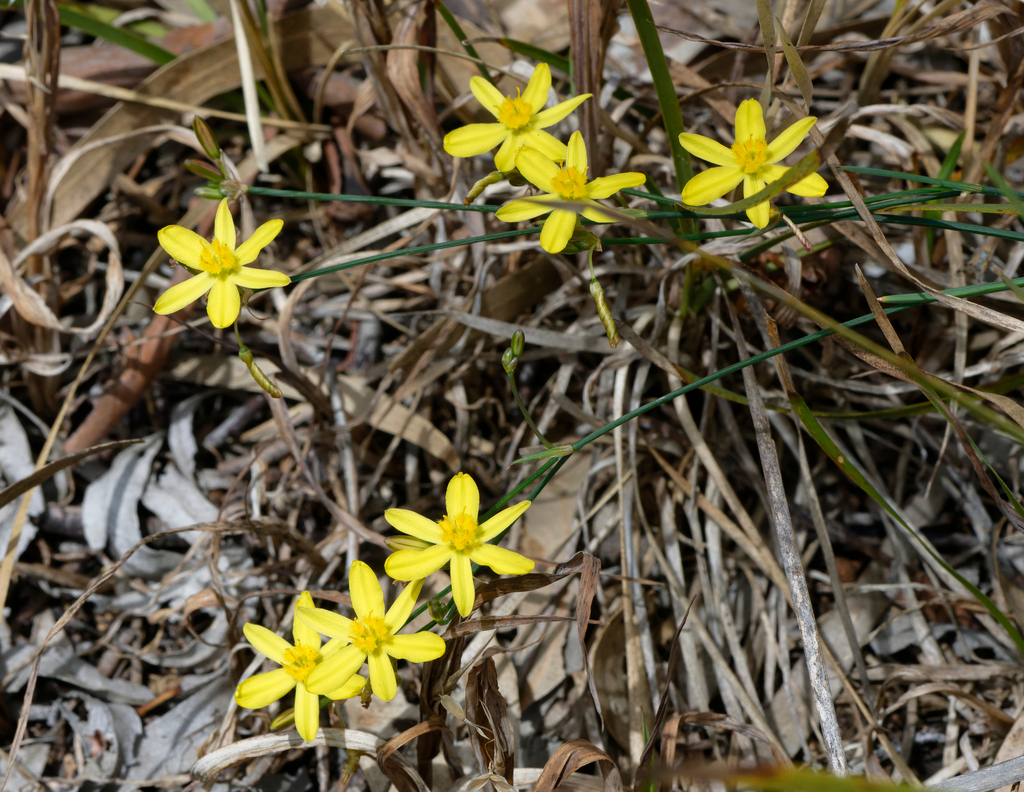 yellow rush-lily in December 2023 by Pete Petinatos · iNaturalist