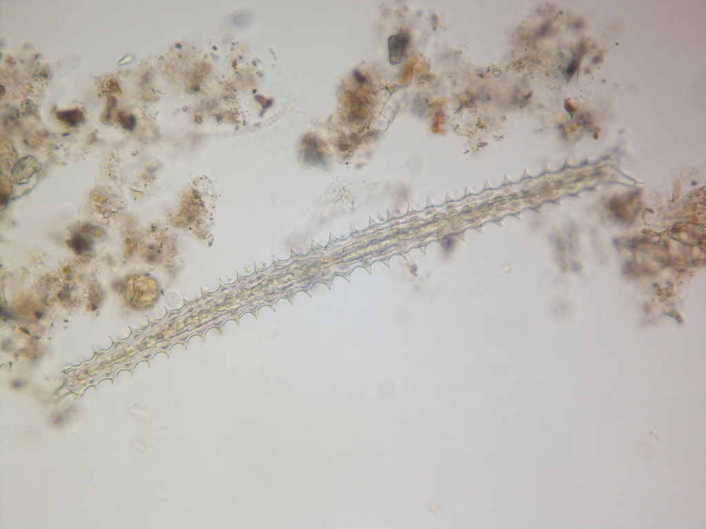 Triploceras gracile from Boonoo Boonoo NSW 2372, Australia on April 8 ...