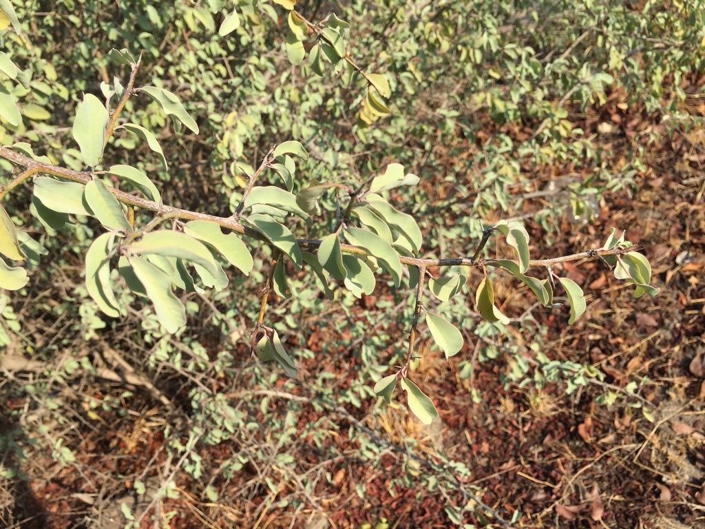 Hog plum from Zambezi Region, Namibia on November 25, 2023 at 04:52 PM ...