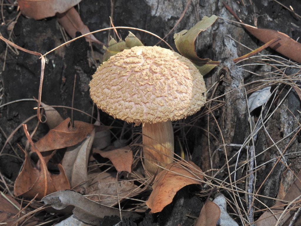 Boletellus ananiceps from Talegalla Weir QLD 4650, Australia on ...