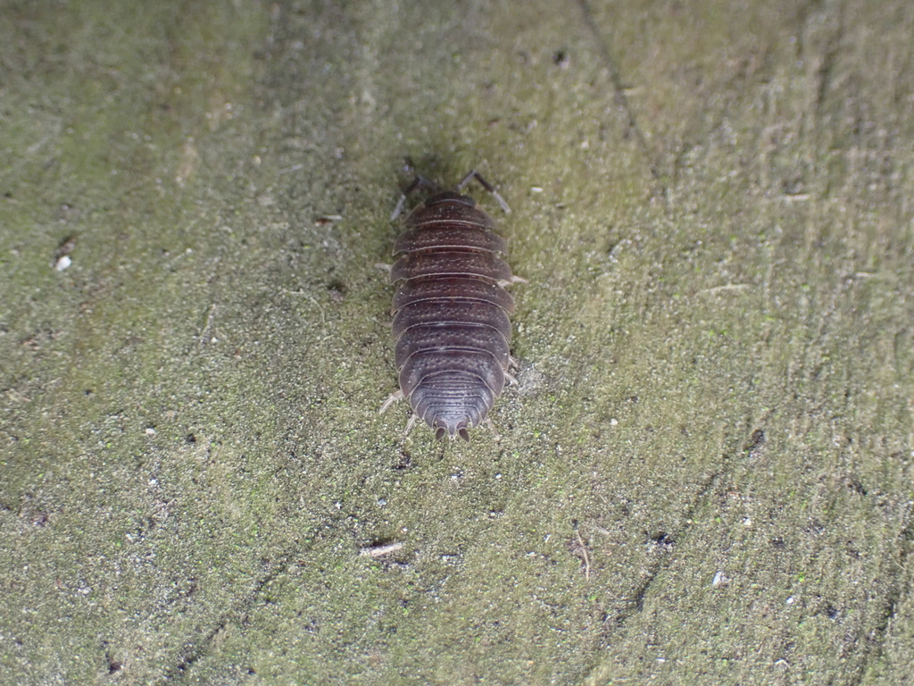 Common Rough Woodlouse from Grassy TAS 7256, Australia on December 1 ...