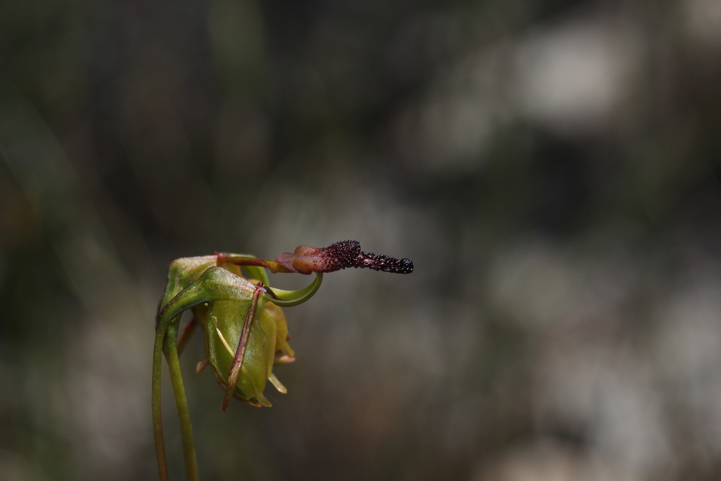 Flying Duck Orchid in October 2023 by Felix Nicholls · iNaturalist