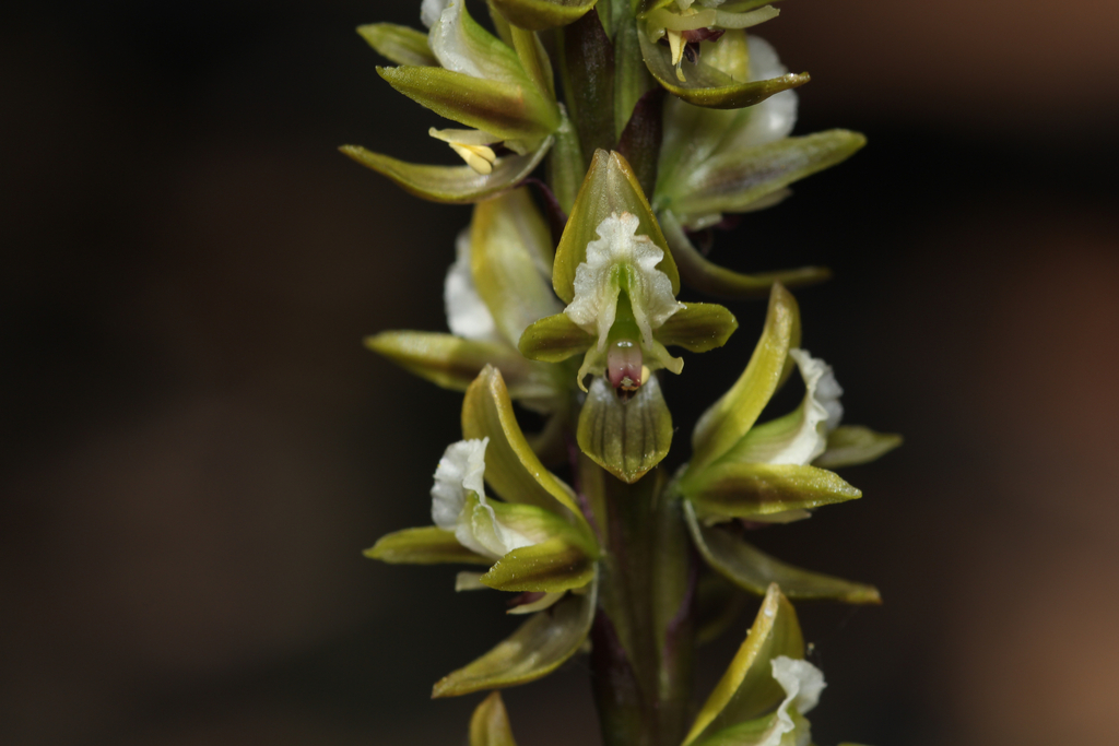 Tall Leek Orchid in October 2023 by Felix Nicholls · iNaturalist