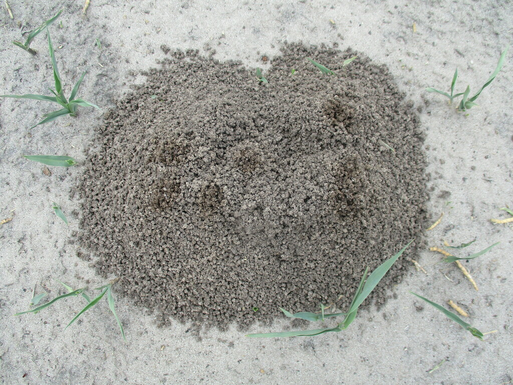 Northern Harvester Termite from Zambezi Region, Namibia on November 27 ...