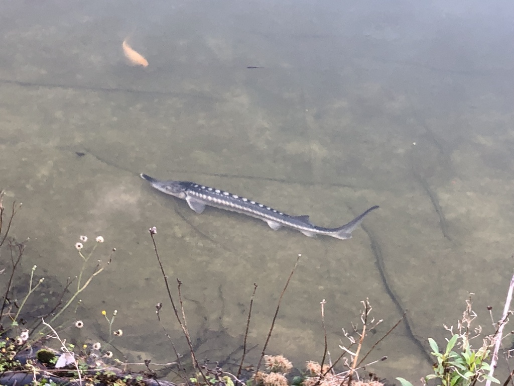 Starry Sturgeon in October 2022 by harkss53 · iNaturalist