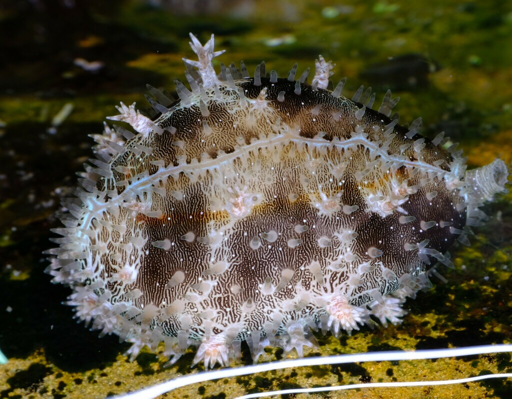 Gold Ring Cowry from Caloundra - Kawana, AU-QL, AU on November 21, 2023 ...