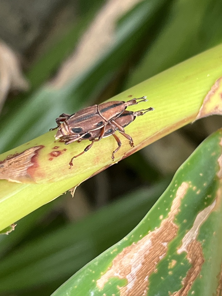 Sphenocorynes ocellatus in December 2023 by Nakatada Wachi · iNaturalist