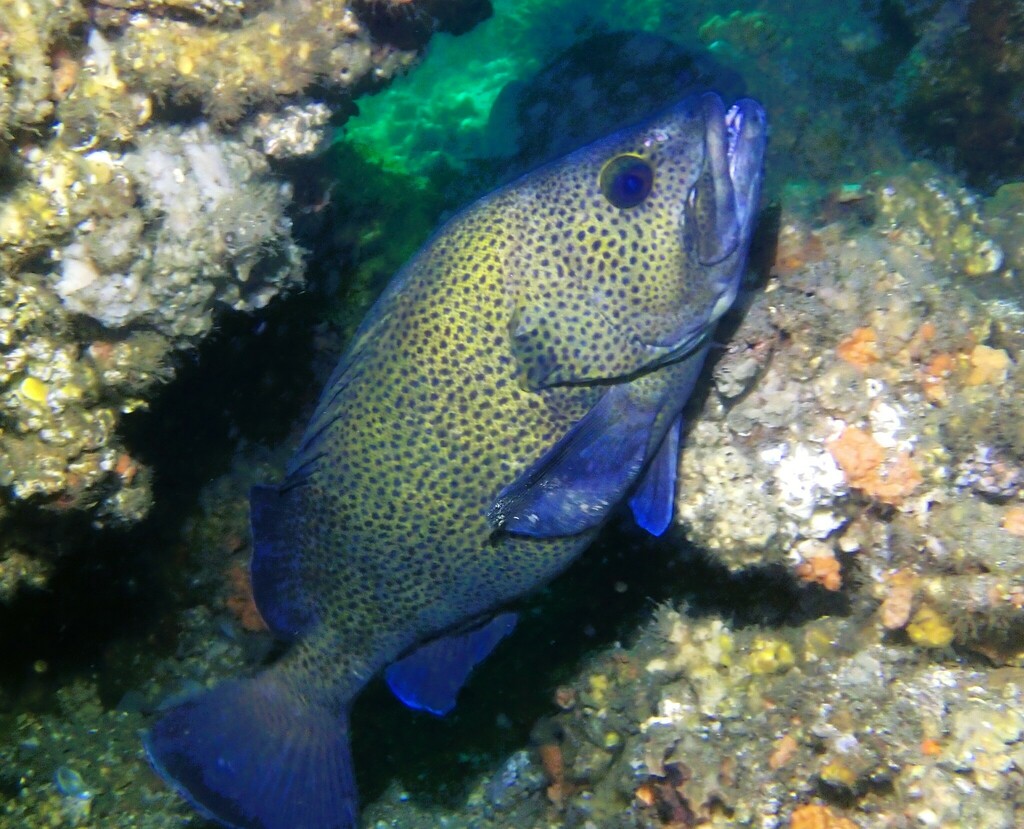 Eastern Wirrah from Sydney NSW, Australia on November 27, 2023 at 08:12 ...