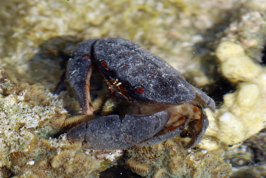 Smooth Red-eyed Crab from Lady Elliot Island, Queensland 4670 ...
