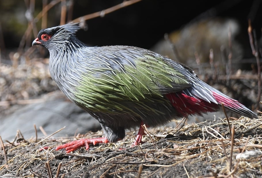 Blood Pheasant from Yading National Nature Reserve Management Bureau on ...
