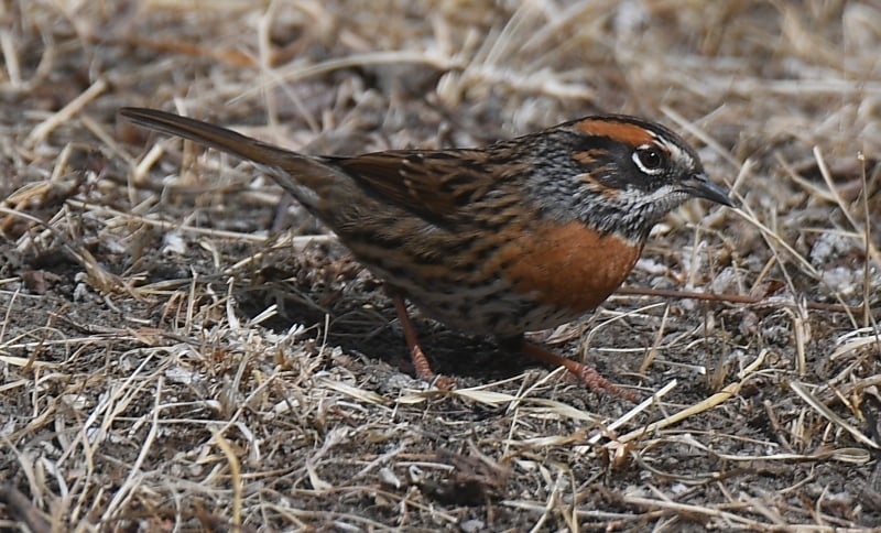 Rufous-breasted Accentor from Yading National Nature Reserve Management ...
