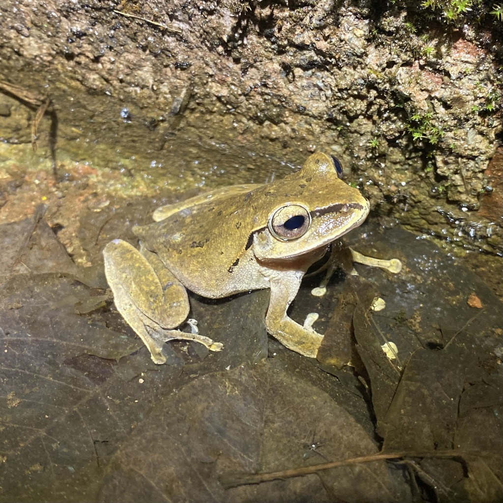 Taiwan Whipping Frog from 中国重庆市江津区 on May 6, 2023 at 10:17 PM by ...