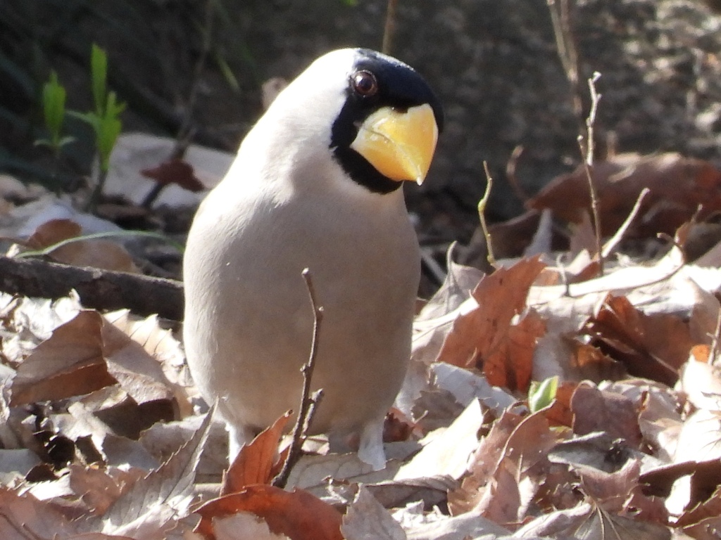 Japanese Grosbeak from Amagawaoshimamachi, Maebashi, Gunma 379-2154 ...