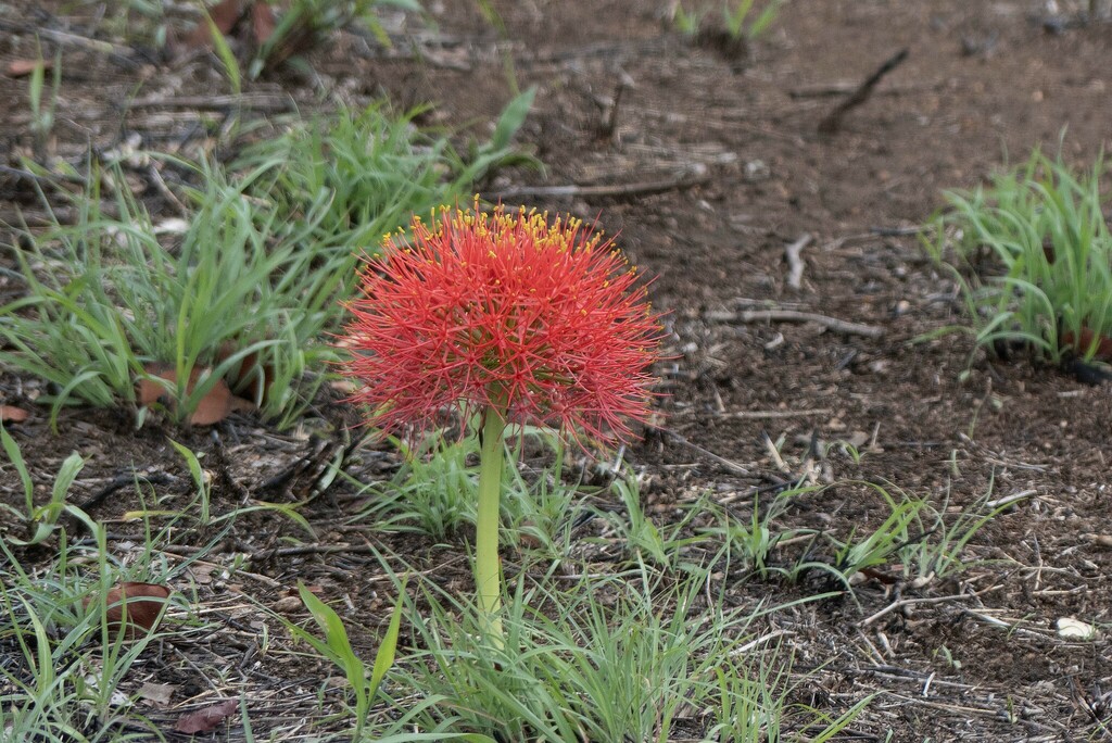 Bloodlily from Mopani District Municipality, South Africa on November 1 ...