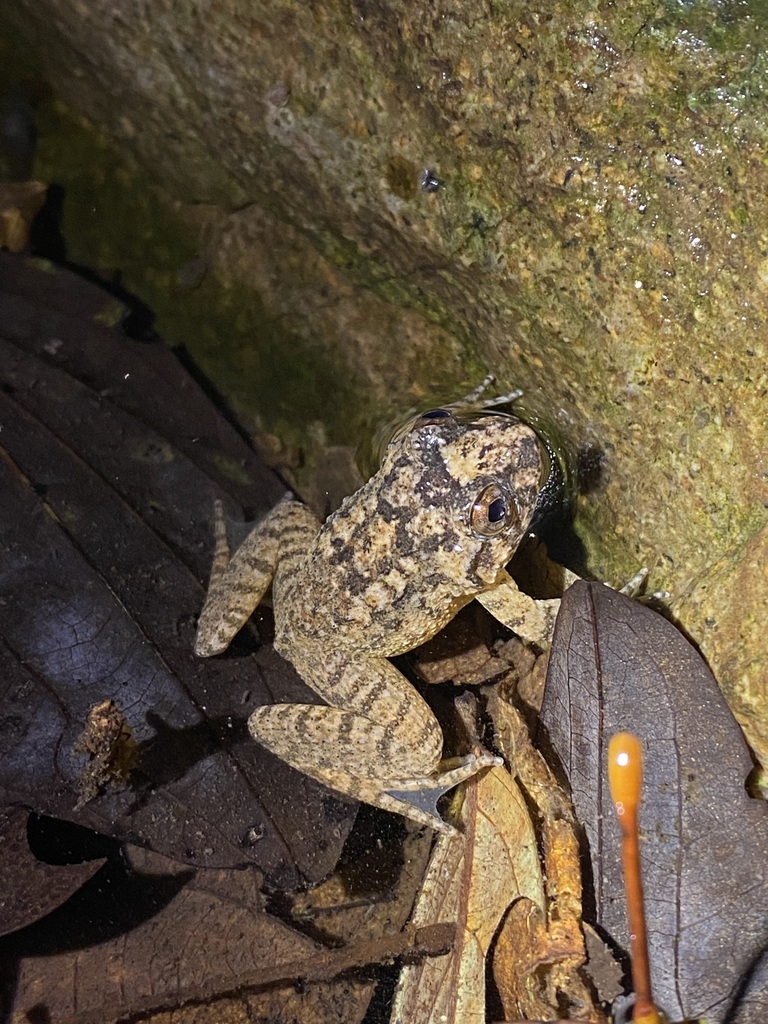 Lesser Spiny Frog from 中国福建省厦门市集美区 on April 3, 2023 at 09:09 PM by ...