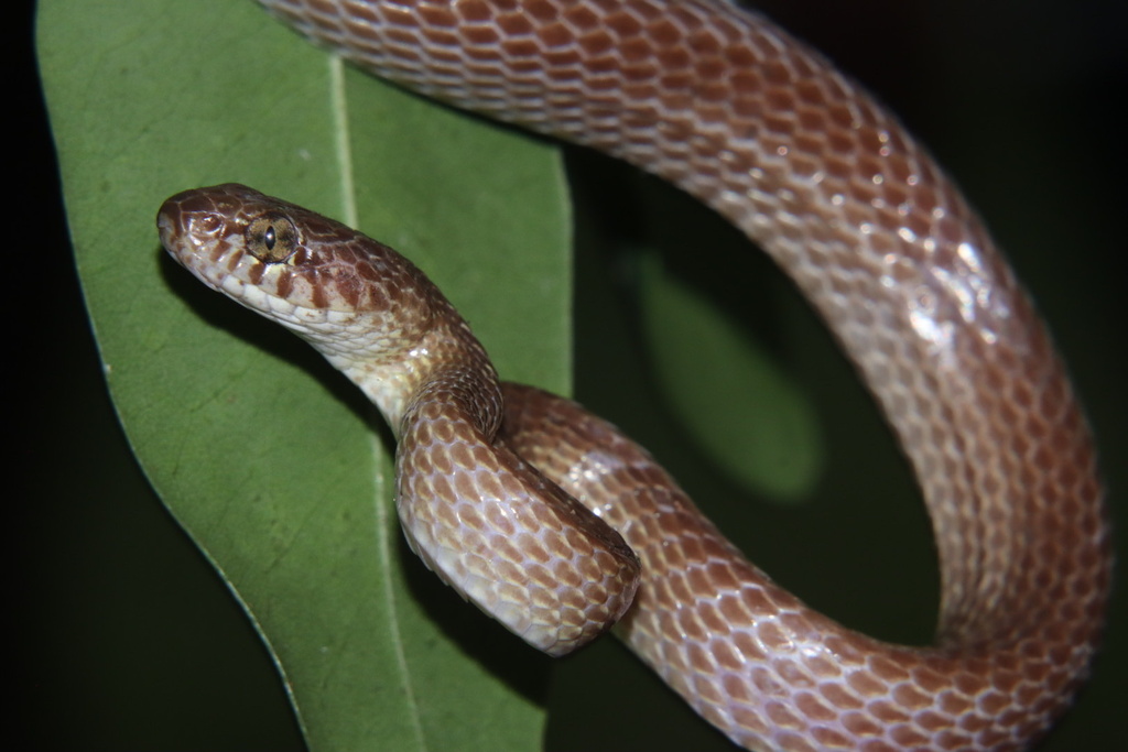 Marbled Tree Snake from Ponta Do Auro, Matutuine, MZ on November 20 ...