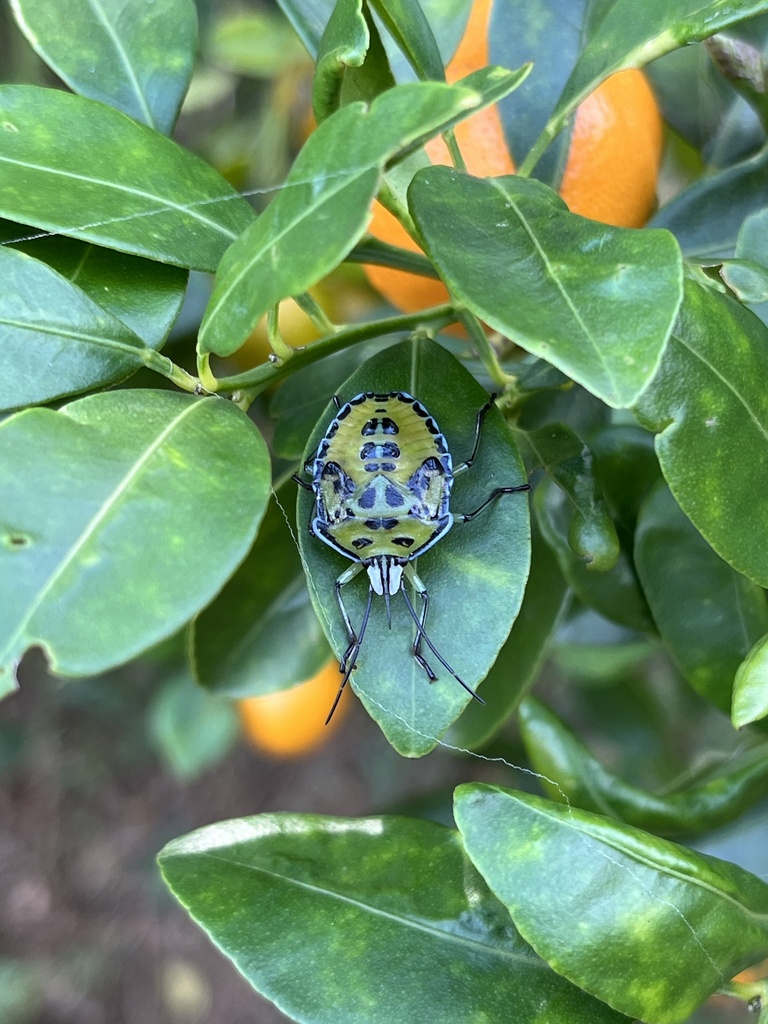Rhynchocoris humeralis in December 2023 by Nakatada Wachi · iNaturalist