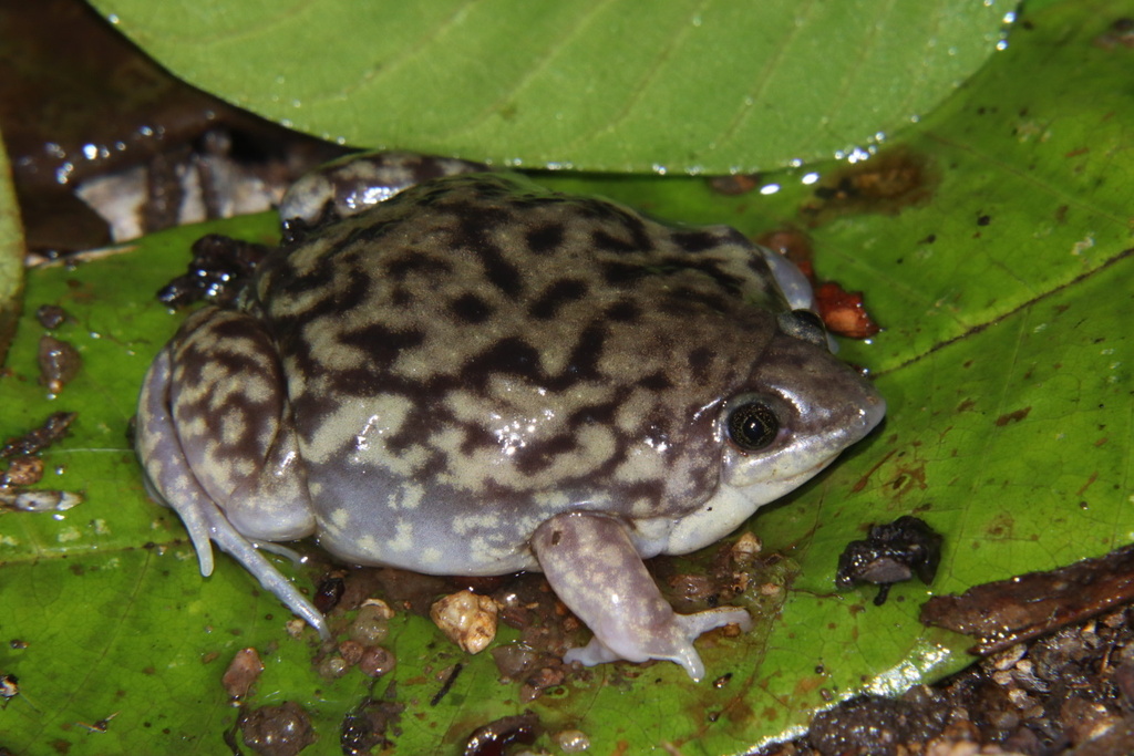 Shovel-nosed Frog from Kruger National Park, MP, ZA on November 27 ...