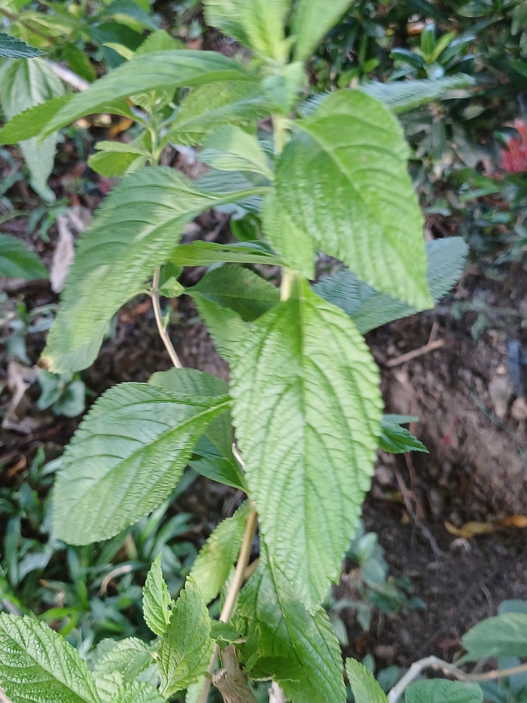 Salvia sija desde Reserva Forestal Vanguardia, Vda. Vanguardia ...