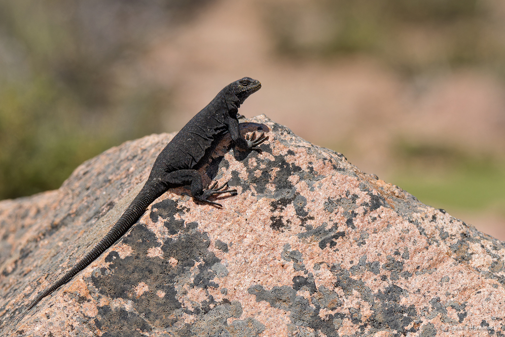 El Cuy Chuckwalla from El Cuy, Río Negro, Argentina on December 3, 2023 ...