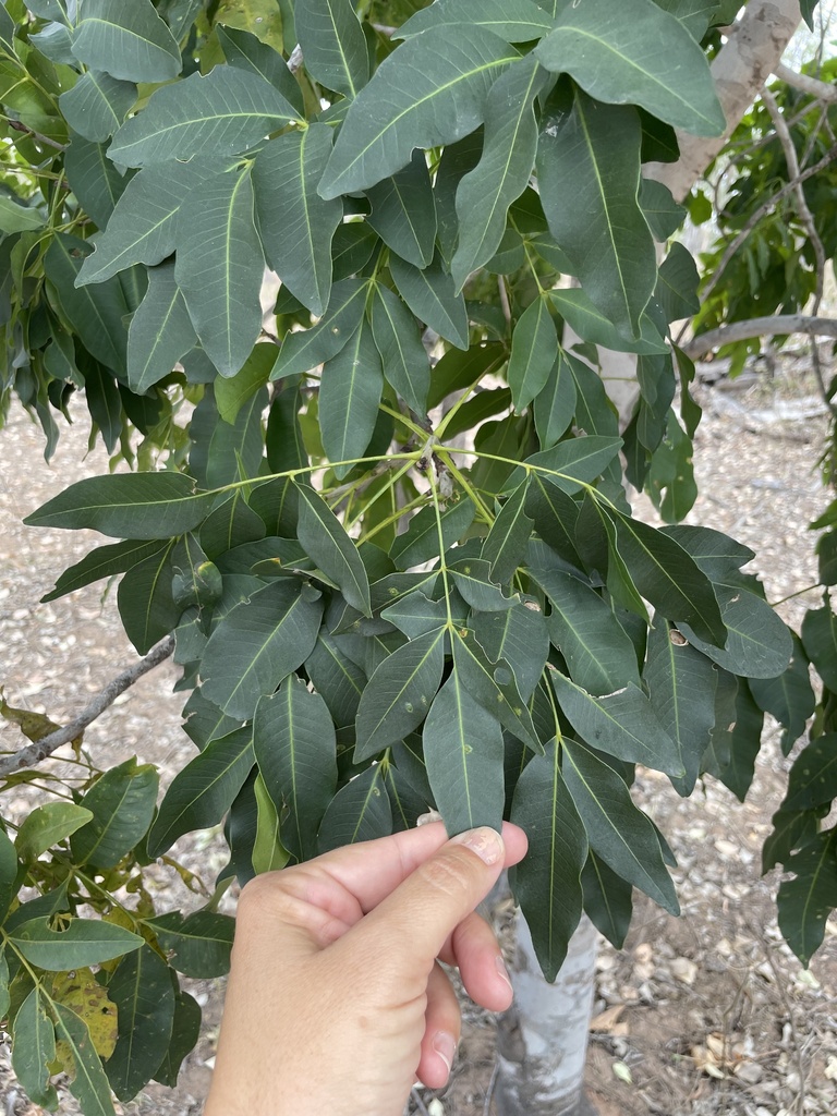 Crows Ash from Strathfield, QLD, AU on October 3, 2023 at 09:09 AM by ...