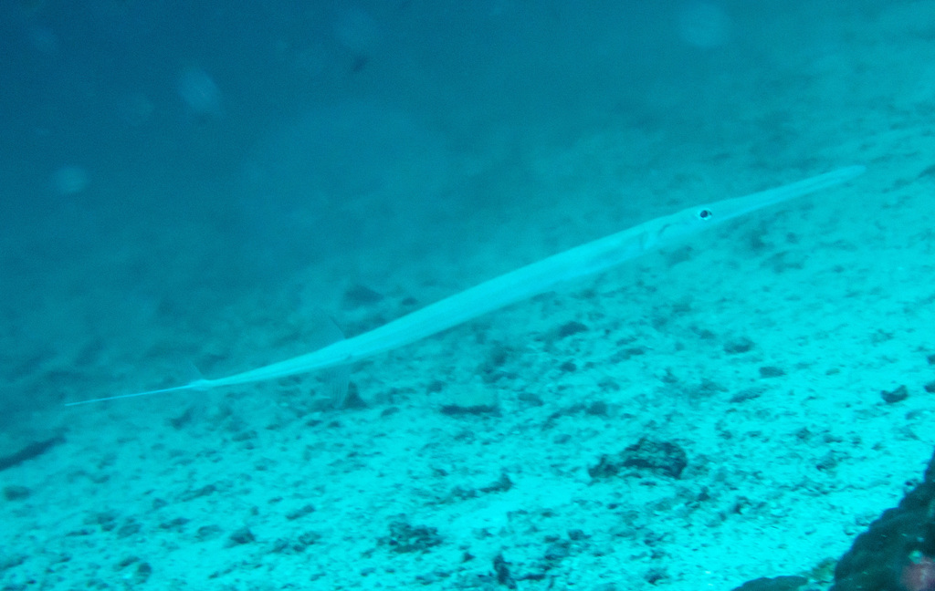 Bluespotted Cornetfish from Ko Ha Yai, Thailand on December 7, 2023 at ...