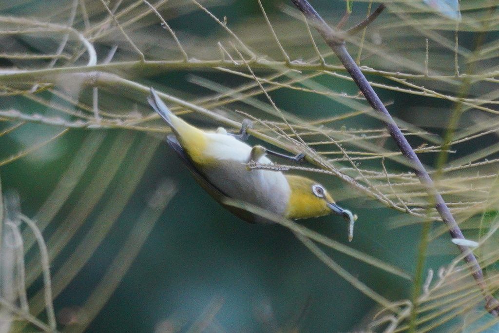 Zosterops simplex simplex from 804台灣高雄市鼓山區 on December 7, 2023 at 03:33 ...