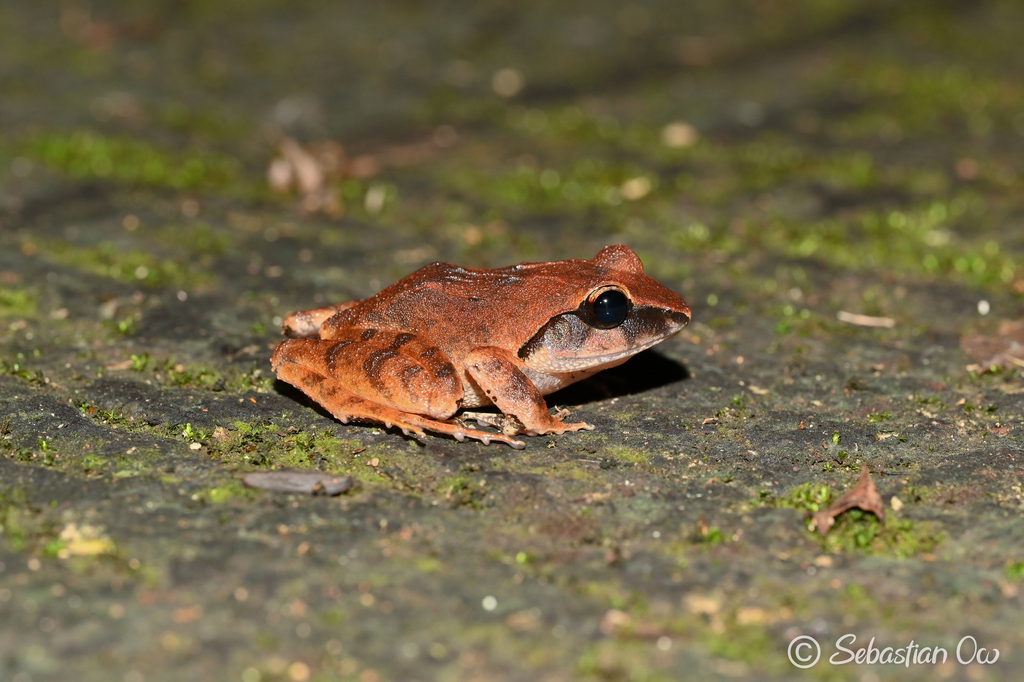 Rough-backed Forest Frog from P44F+68X Raja Sikatuna National Park ...