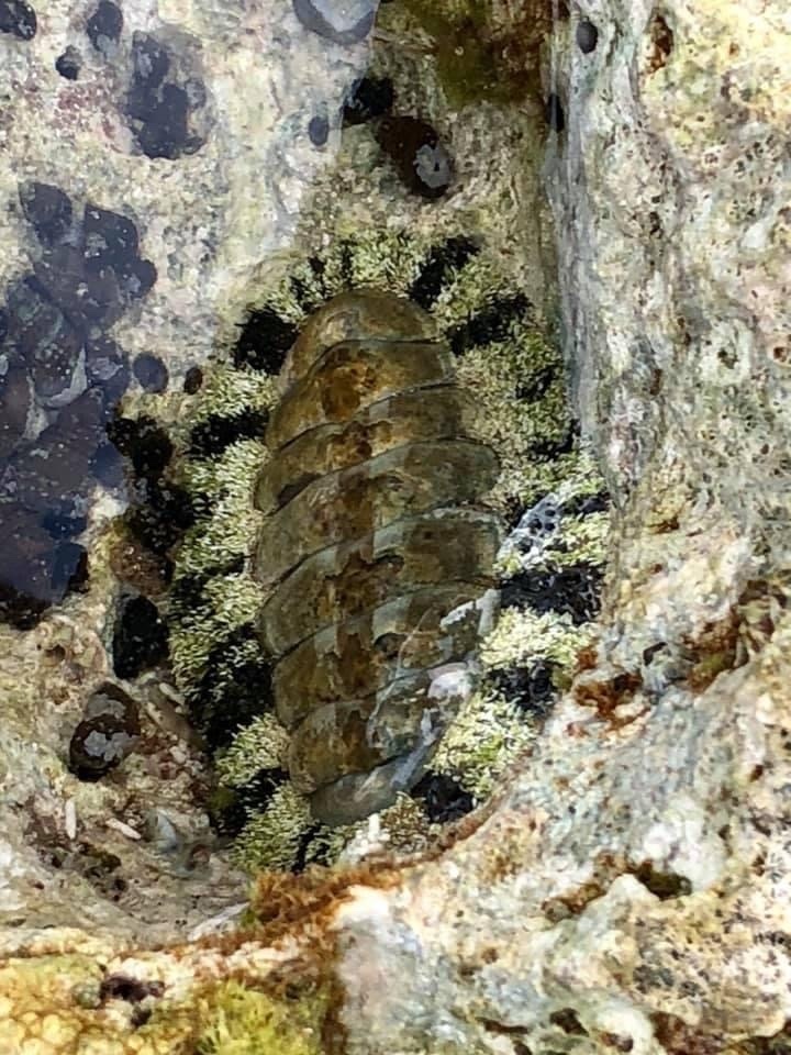 West Indian Fuzzy Chiton from Vaca Key, Marathon, FL, US on March 5 ...