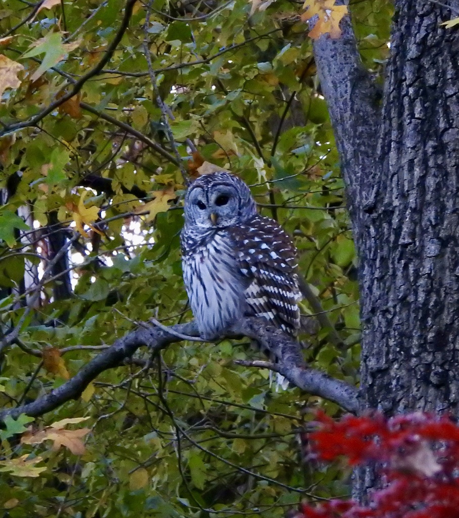 Barred Owl from Cedar Hill Ave, Dallas, TX, US on December 6, 2023 at ...