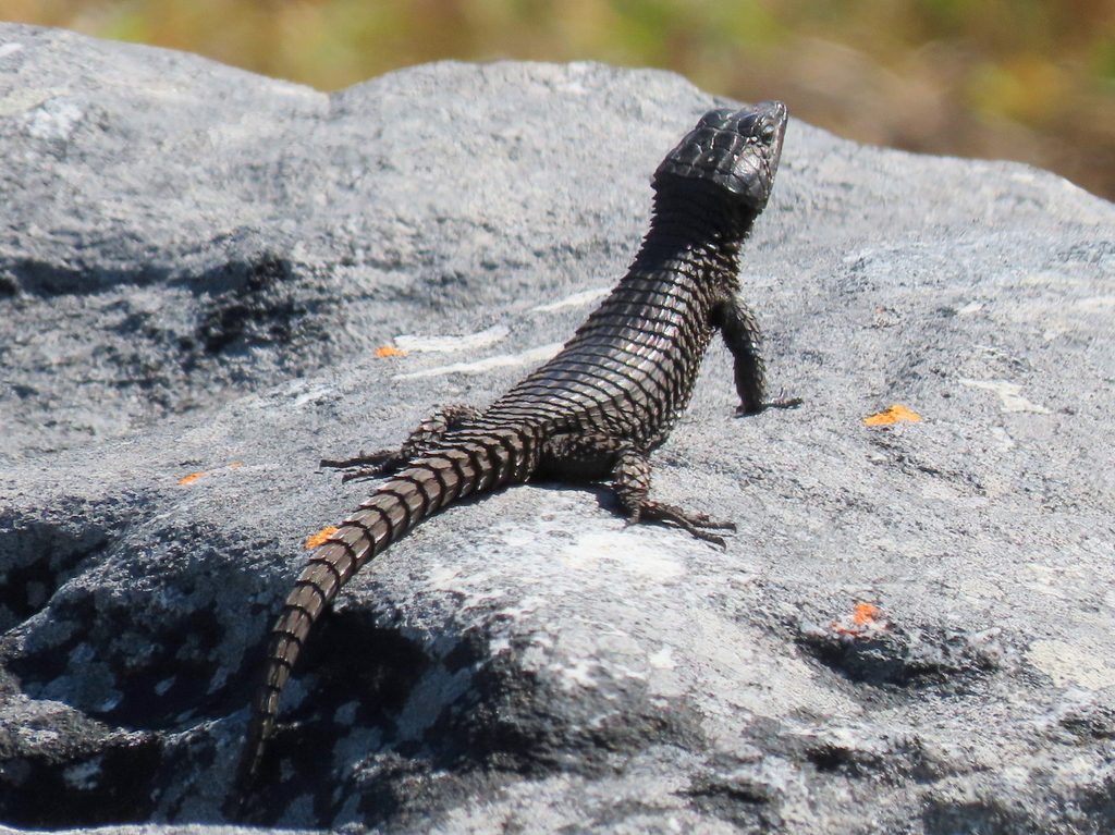 Black Girdled Lizard from Soetwater, Kommetjie on November 27, 2023 at ...