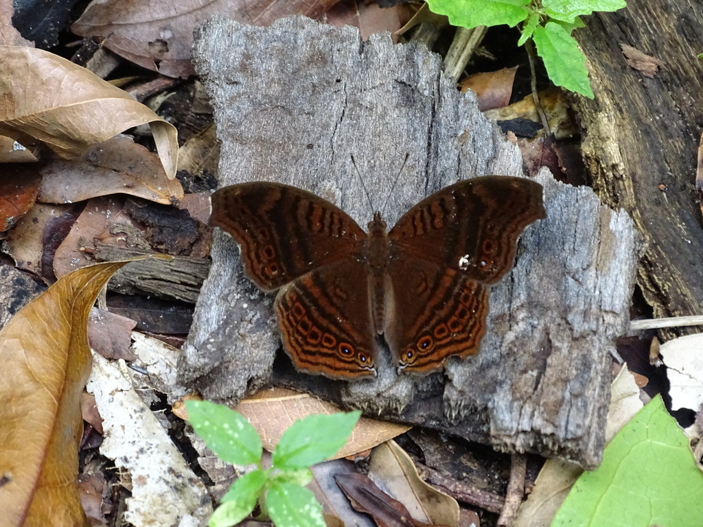 Butterflies from Mambasa, Democratic Republic of the Congo on April 22 ...