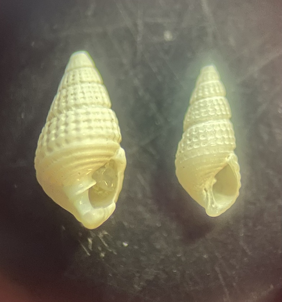 Niobe Odostome from Indian River Lagoon, Grant-Valkaria, FL, US on ...